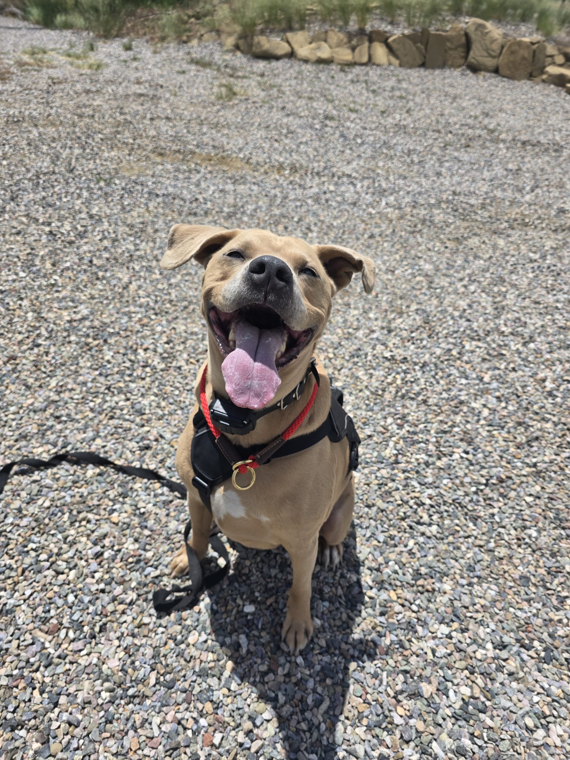 Redemption Dog Training, LLC – Dog Training For Real Life